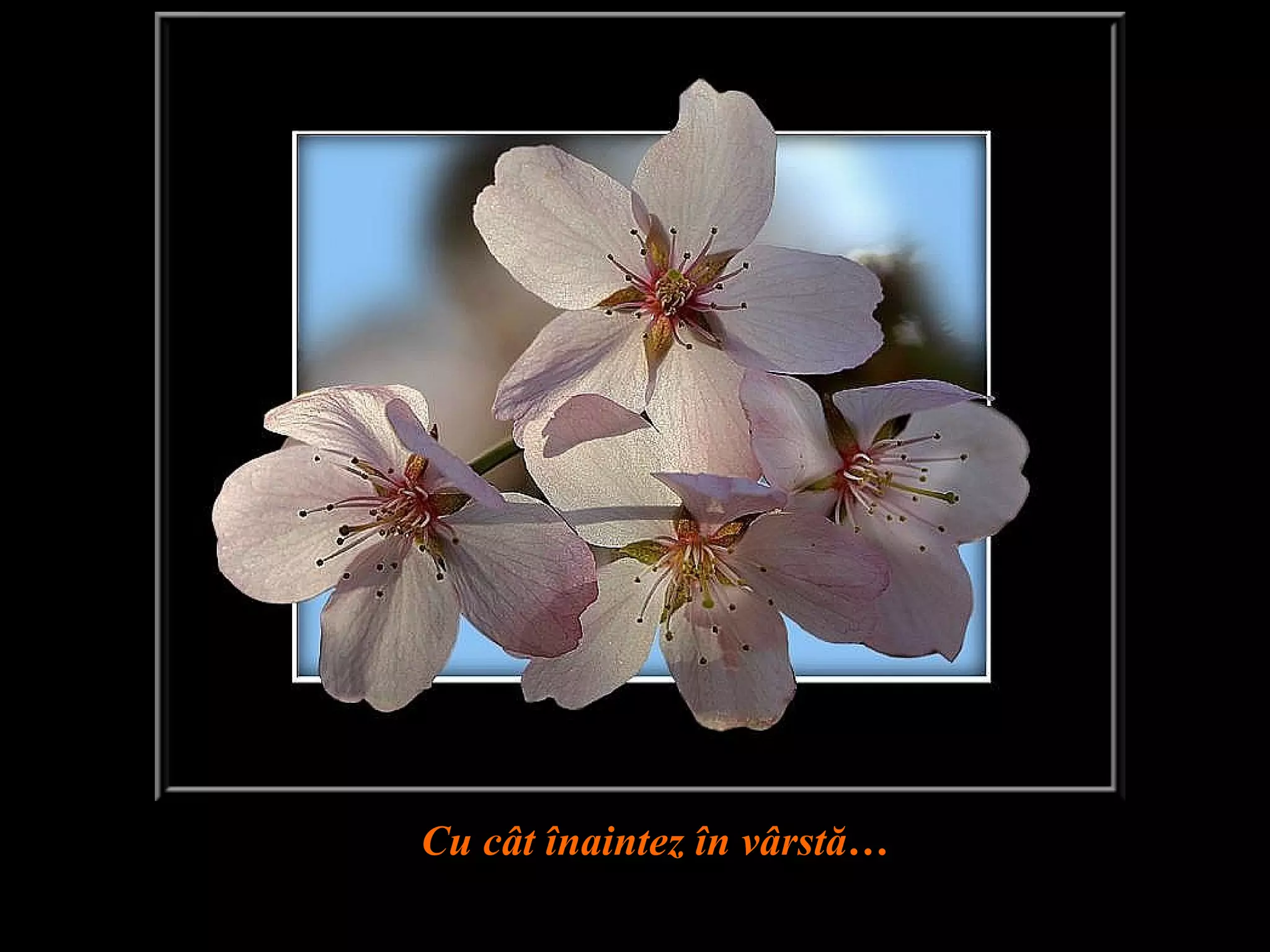 Renasterea.......... LA MULTI ANI DE 8 MARTIE | PPS