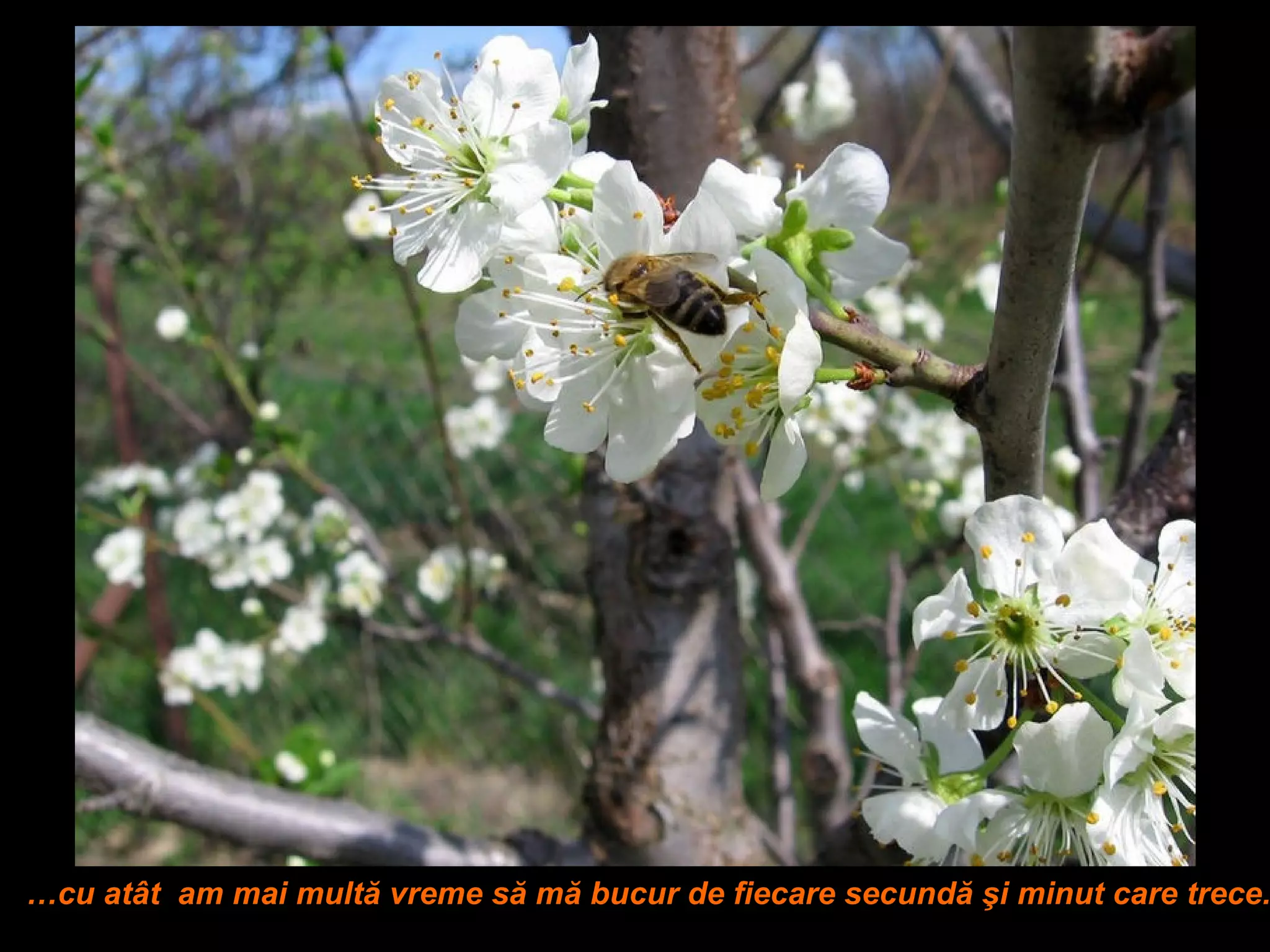 Renasterea.......... LA MULTI ANI DE 8 MARTIE | PPS