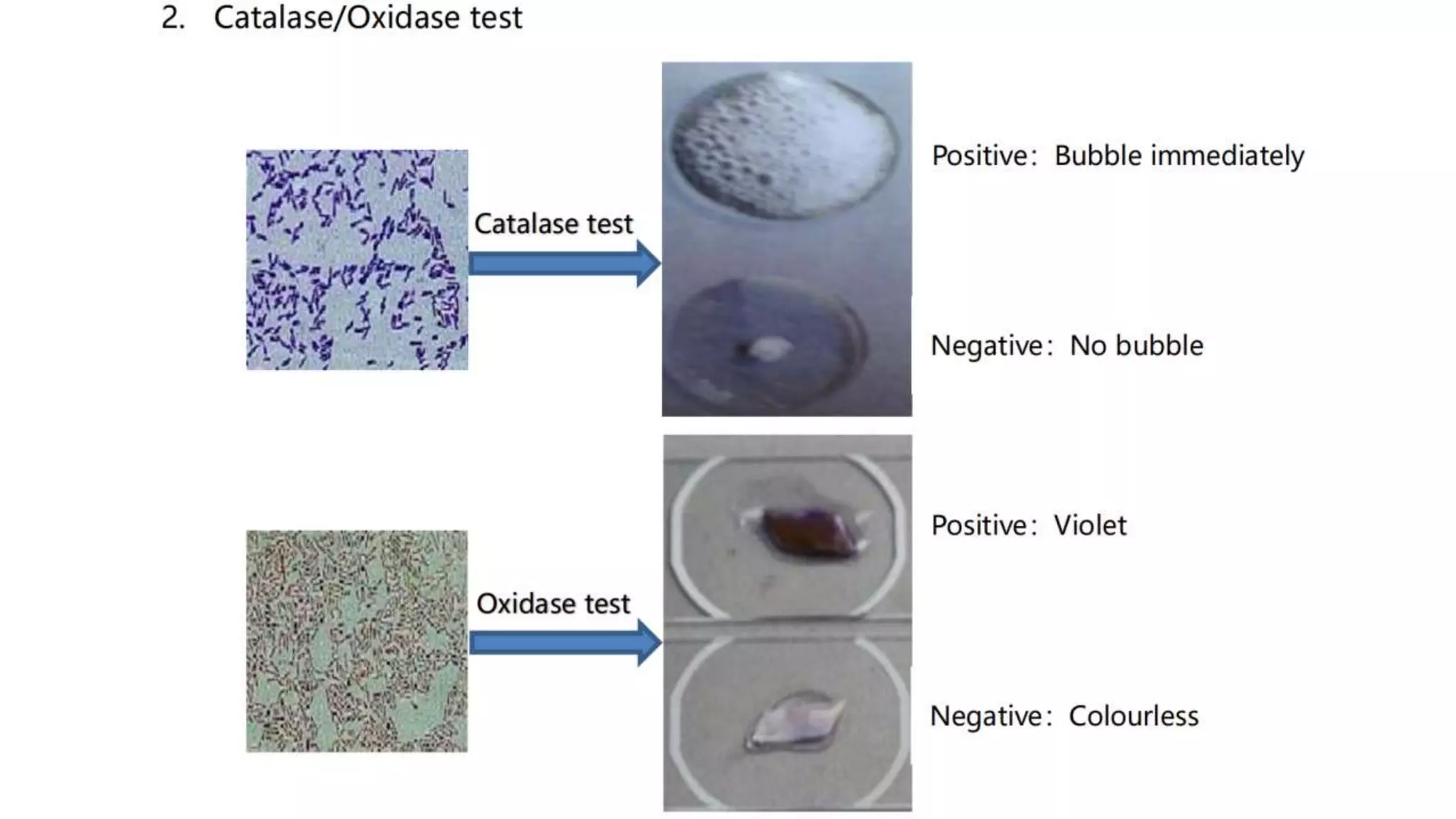 Render MA120 microbiology AST/ID system.pptx