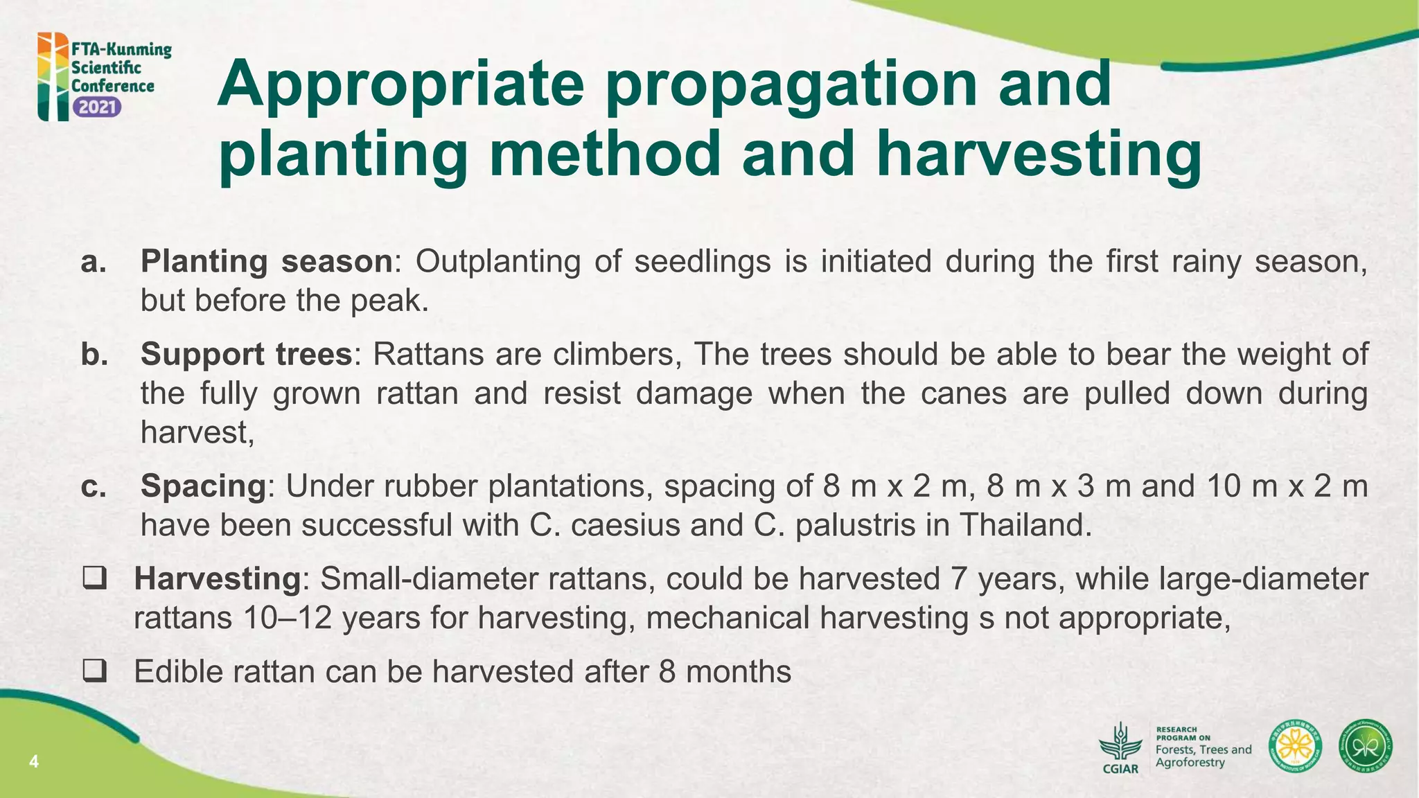 Establishment of Rattan Plantations | PPTX
