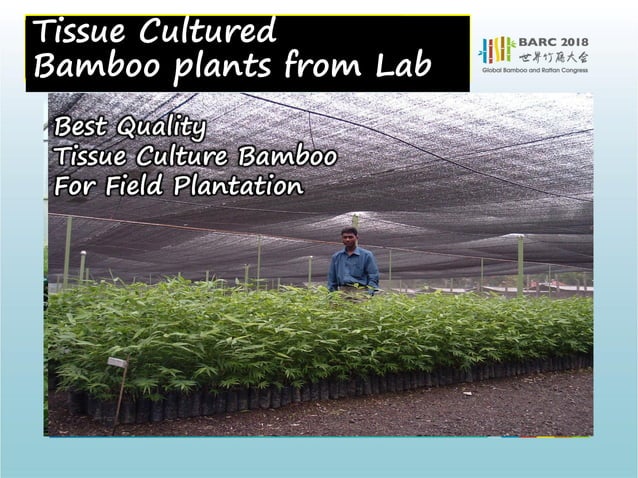 Renewable Energy_N.Barathi_Bamboo energy plantations in India | PDF ...