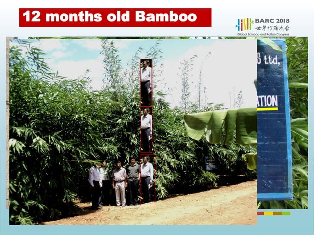 Renewable Energy_N.Barathi_Bamboo energy plantations in India | PDF ...