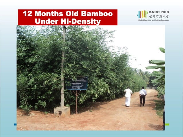 Renewable Energy_N.Barathi_Bamboo energy plantations in India | PDF ...