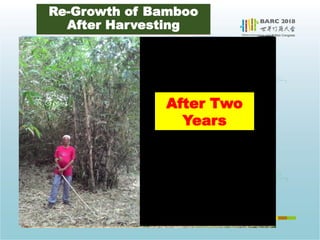 Renewable Energy_N.Barathi_Bamboo energy plantations in India | PDF