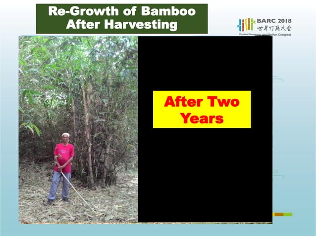 Renewable Energy_N.Barathi_Bamboo energy plantations in India | PDF ...