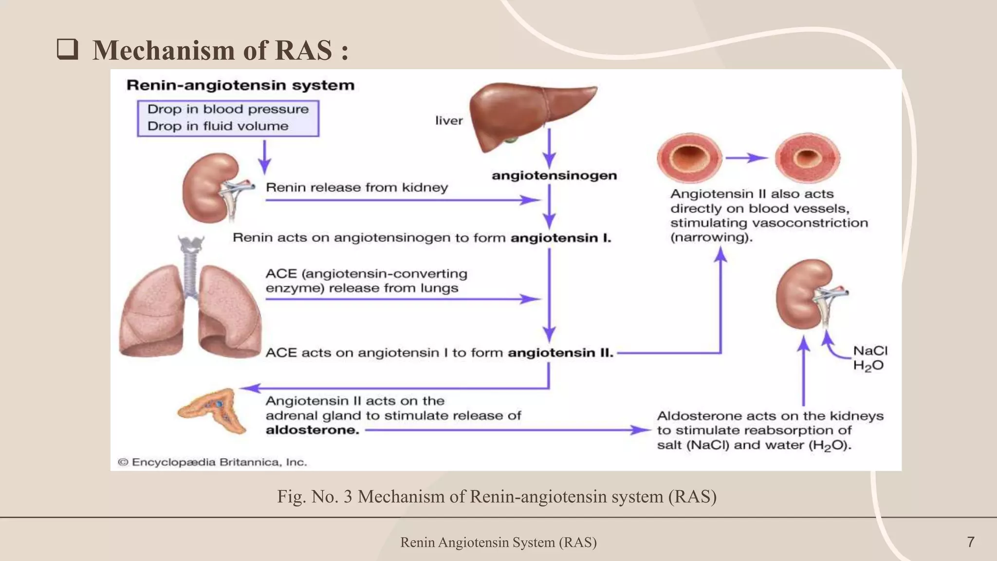 Renin Angiotensin Aldosterone System (RAAS).pptx