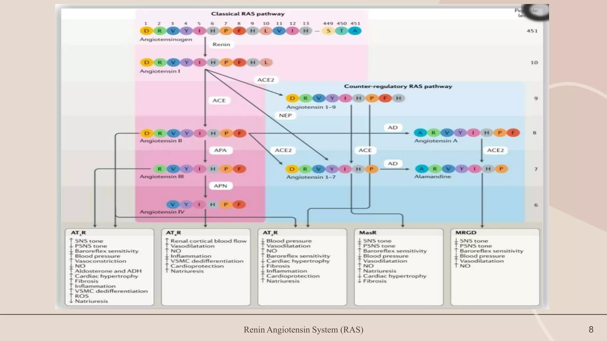Renin Angiotensin Aldosterone System (RAAS).pptx
