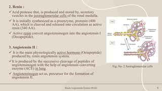 Renin Angiotensin Aldosterone System (RAAS).pptx