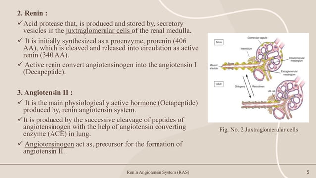 Renin Angiotensin Aldosterone System (RAAS).pptx