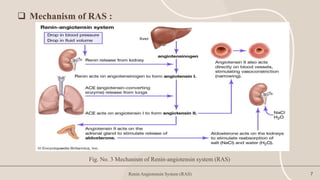 Renin Angiotensin Aldosterone System (RAAS).pptx