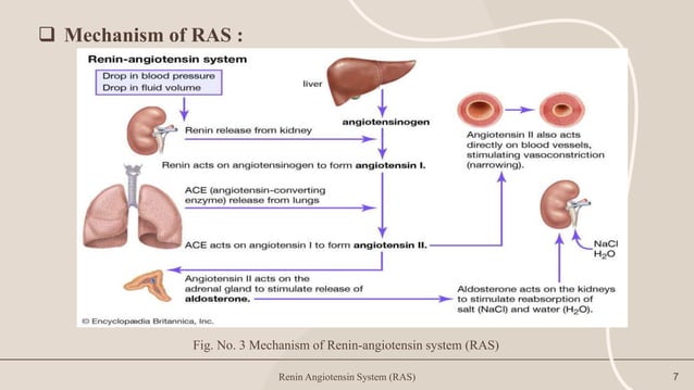 Renin Angiotensin Aldosterone System (RAAS).pptx
