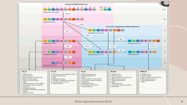 Renin Angiotensin Aldosterone System (RAAS).pptx