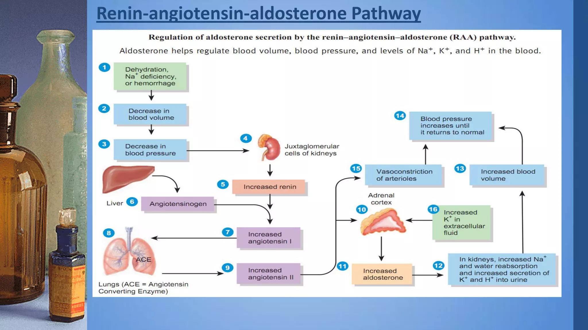Renin angiotensin system & drugs | PDF