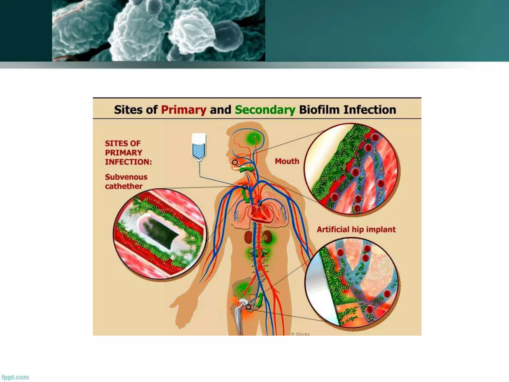 Renjith biofilm | PPT