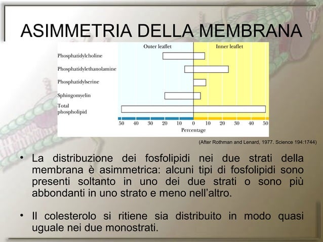 Tesi Maria Renna | PPT