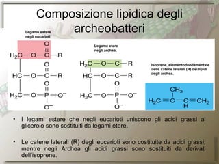 Tesi Maria Renna | PPT