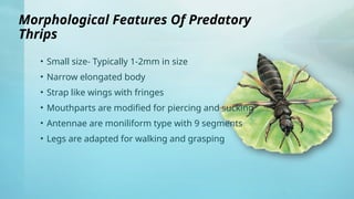 Role of predatory thrips In Biological control Ento.pptx