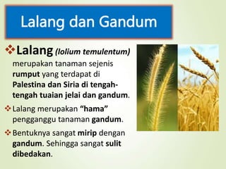 Gandum itu simbol kebaikan, sedangkan lalang melambangkan kejahatan | PPT