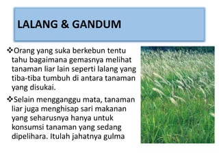 Gandum itu simbol kebaikan, sedangkan lalang melambangkan kejahatan | PPT