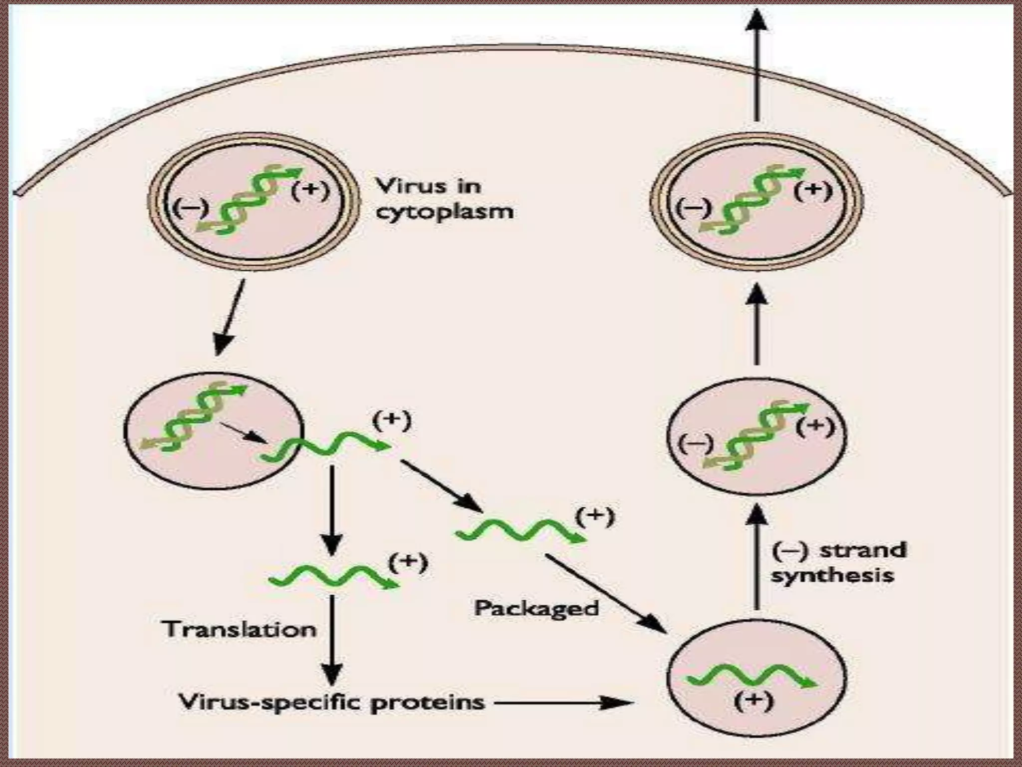 Reoviruses/Reoviridae and Rotavirus | PPTX
