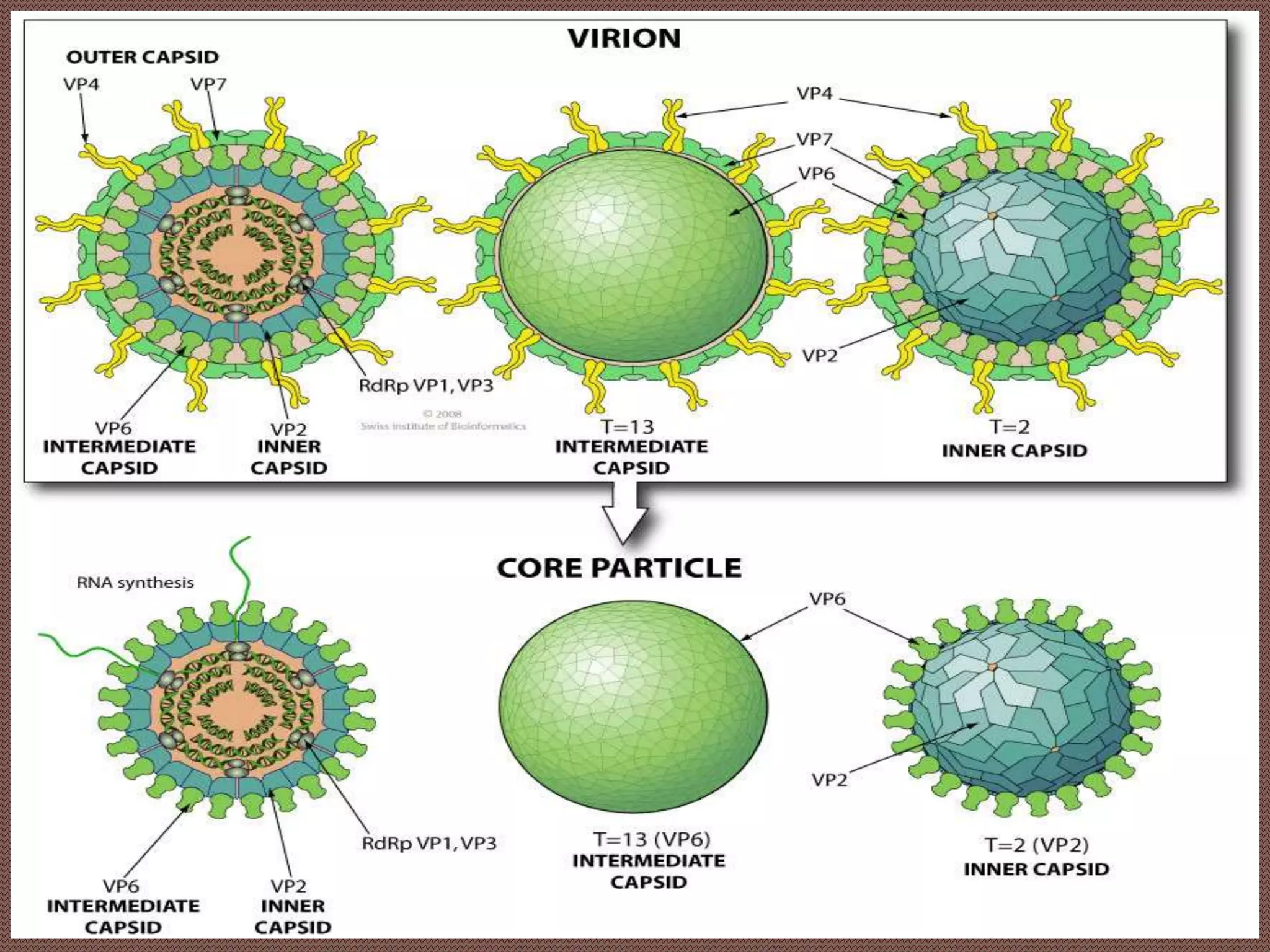 Reoviruses/Reoviridae and Rotavirus | PPTX