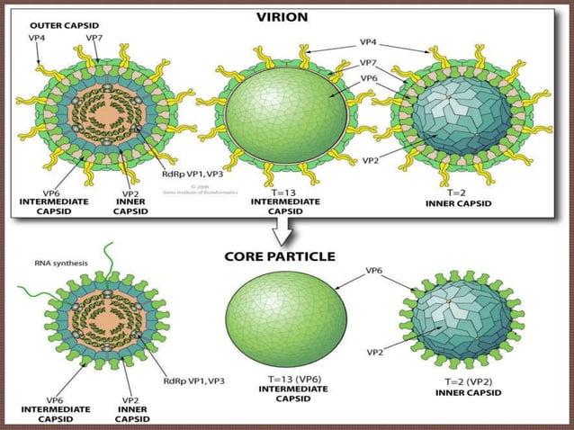Reoviruses/Reoviridae and Rotavirus | PPTX | Infectious Diseases ...