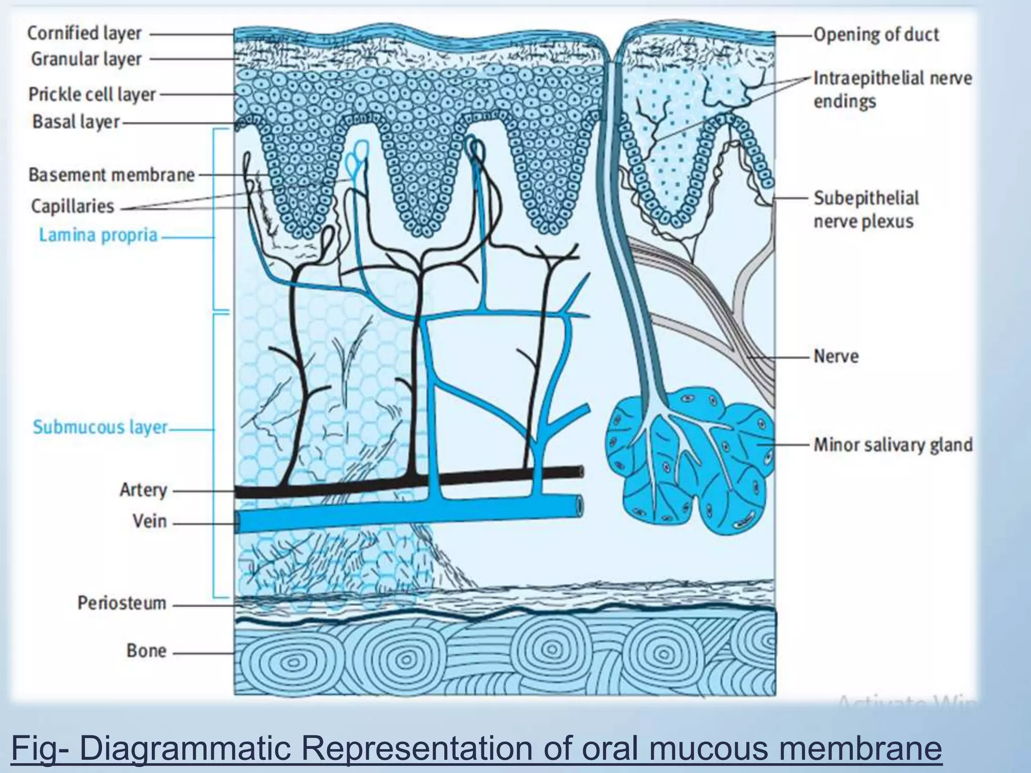 Repair and regeneration of oral tissue | PPTX