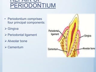 Repair and regeneration of oral tissue | PPTX