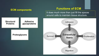 repair for recording (tissue repair) .pptx