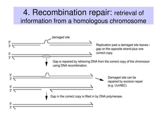 Different types of DNA Repair mechanisms.ppt