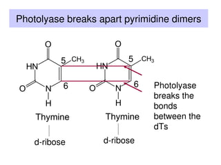 Different types of DNA Repair mechanisms.ppt