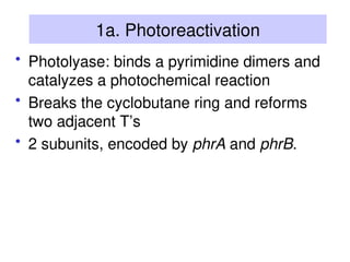 Different types of DNA Repair mechanisms.ppt