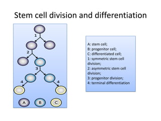 Repair and regeneration of tissues using stem cells | PPTX