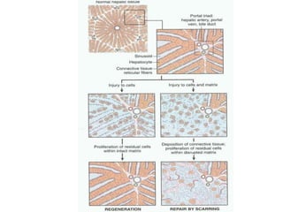 Repair and regeneration of tissues using stem cells | PPTX