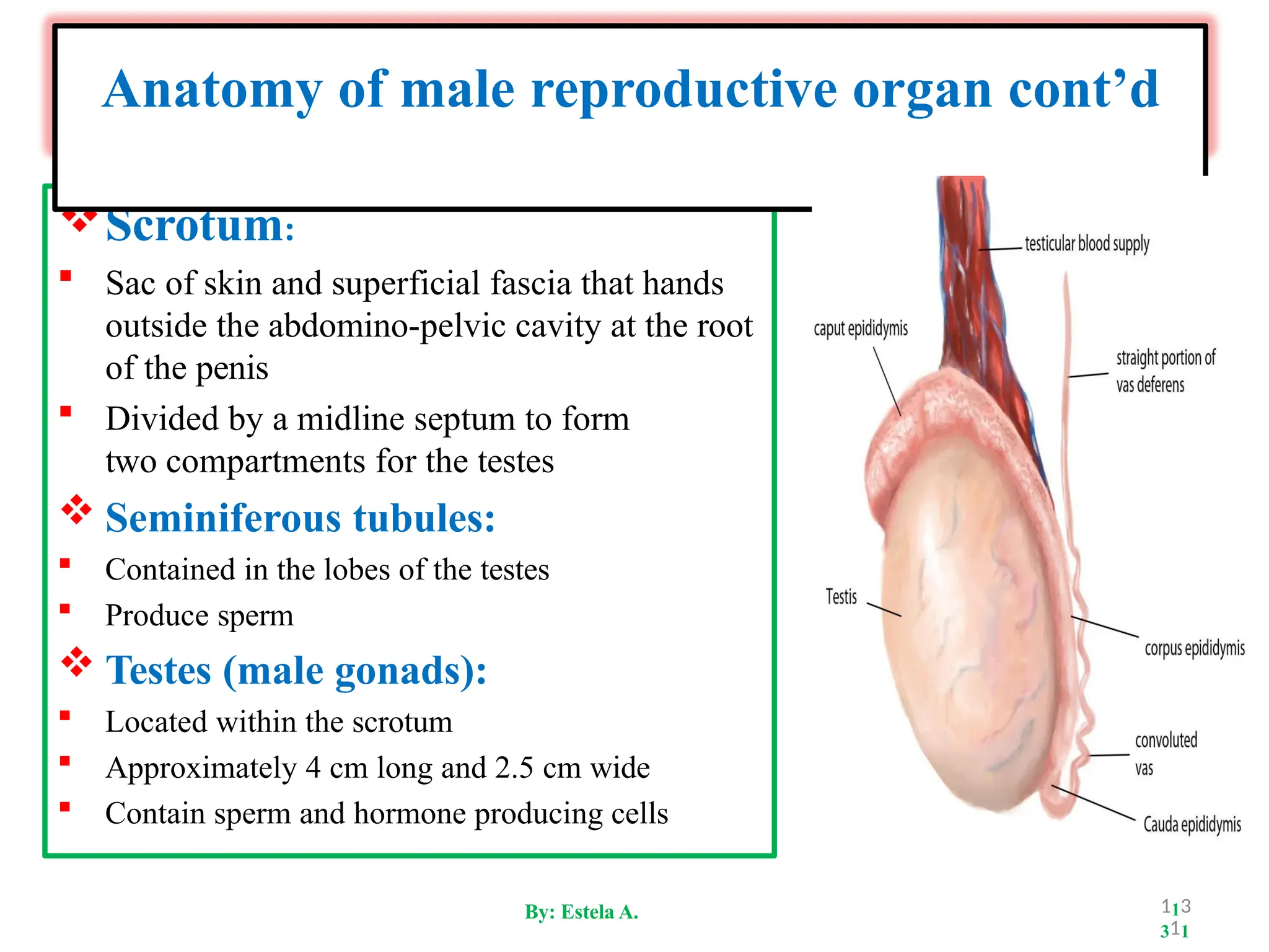 Reproductive anatomy and physiology for nursing | PPTX
