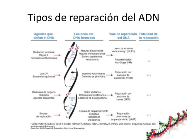 Reparacion de adn