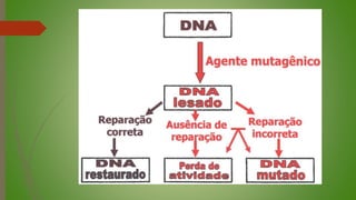 Reparo de dna | PPTX