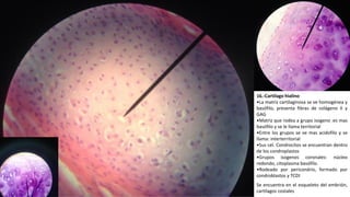 Repaso-histologia laminillas al micorscopio | PDF