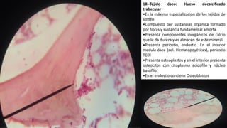 Repaso-histologia laminillas al micorscopio | PDF