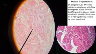 Repaso-histologia laminillas al micorscopio | PDF