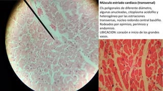 Repaso-histologia laminillas al micorscopio | PDF