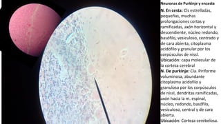 Repaso-histologia laminillas al micorscopio | PDF