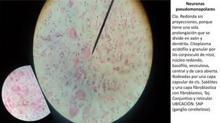 Repaso-histologia laminillas al micorscopio | PDF