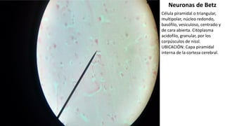 Repaso-histologia laminillas al micorscopio | PDF