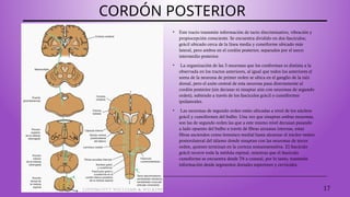 repaso-neuroanatomia. anatomía repaso breve | PPTX
