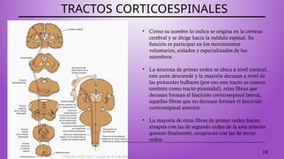 repaso-neuroanatomia. anatomía repaso breve | PPTX