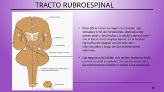 repaso-neuroanatomia. anatomía repaso breve | PPTX