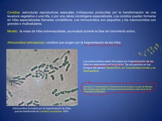 REPASO GENERAL DE HONGOS | PPTX