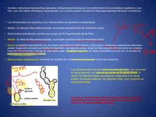 REPASO GENERAL DE HONGOS | PPTX