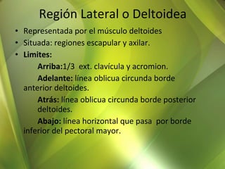 Repaso Anatomia Grupo Atlas Osteologia Hombro y Axila | PPT